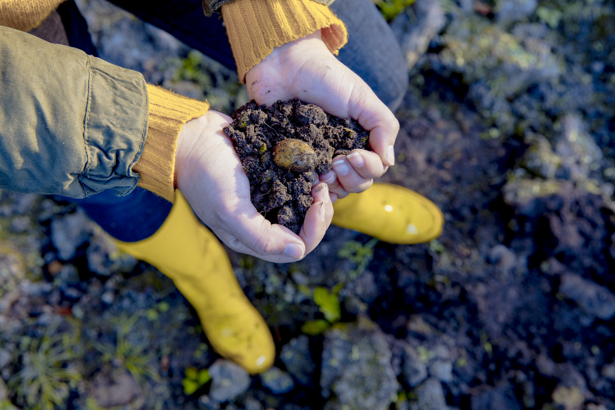 Sewage sludge safe to use in biogas and fertilizer production according ...